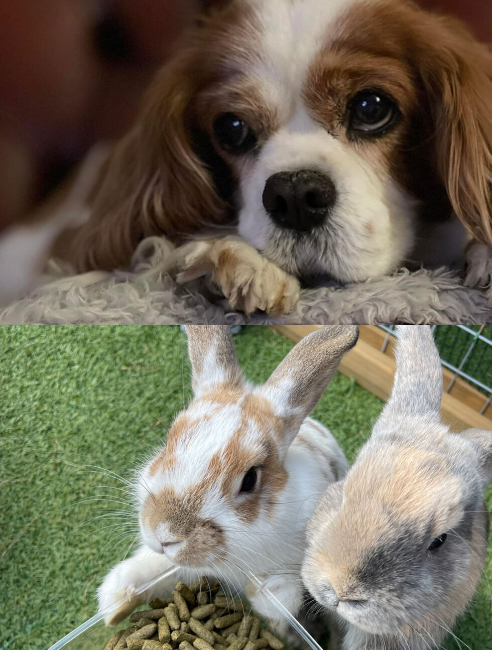 Dog Grooming By Amy | Dog Grooming Stoke